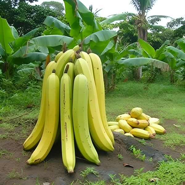 Some really large bananas - Impossible Images - Unique stock images for ...